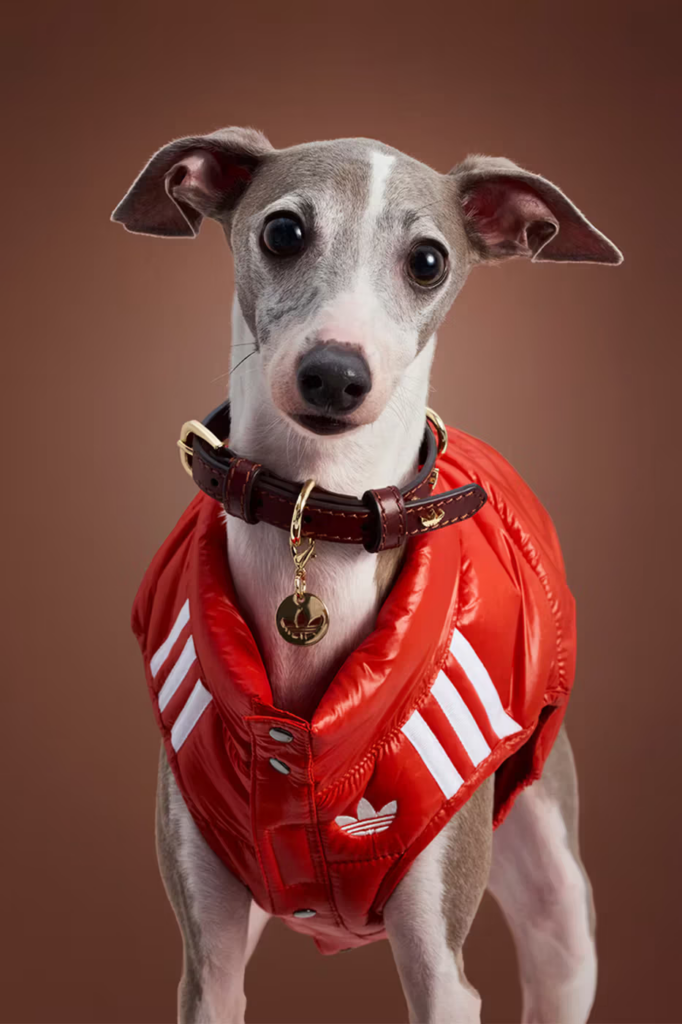 adidas Just Dropped Streetwear For Pets, So Your Dog Can Now Outdress You