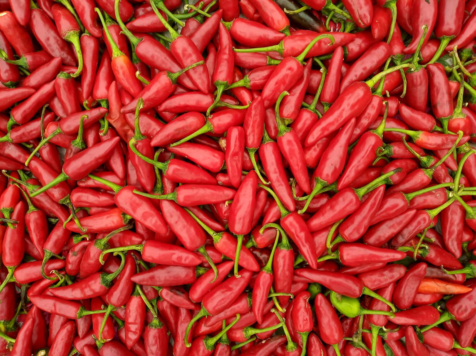 Fiery Diet: Fish Pond Owners Feed 2,000 Fish 5 Tonnes Of Chillies Daily