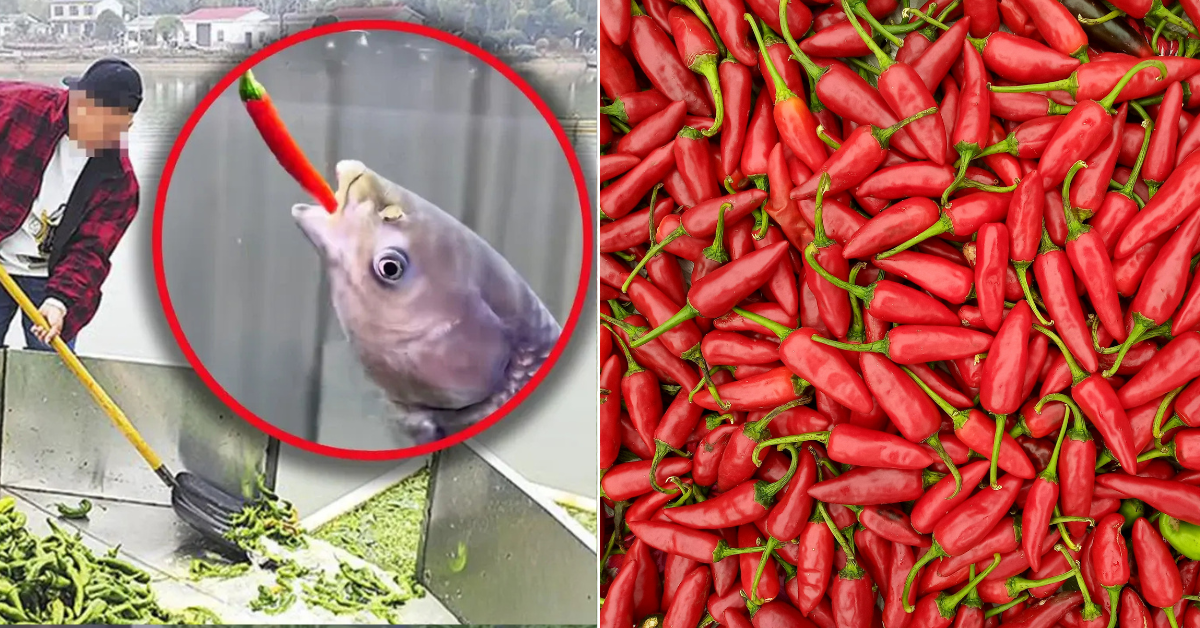 Fiery Diet: Fish Pond Owners Feed 2,000 Fish 5 Tonnes Of Chillies Daily