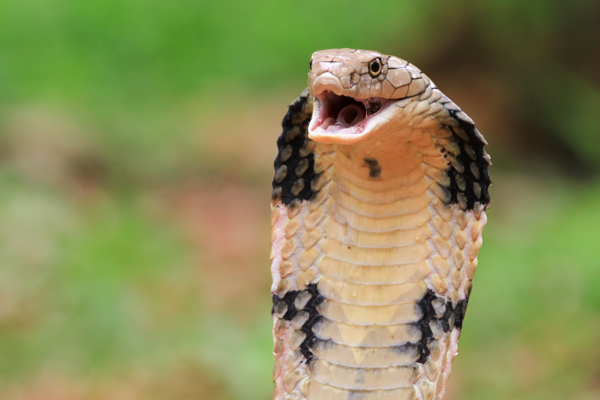 70-Year-Old Grandma Narrowly Escapes 5M-Long King Cobra In Bathroom