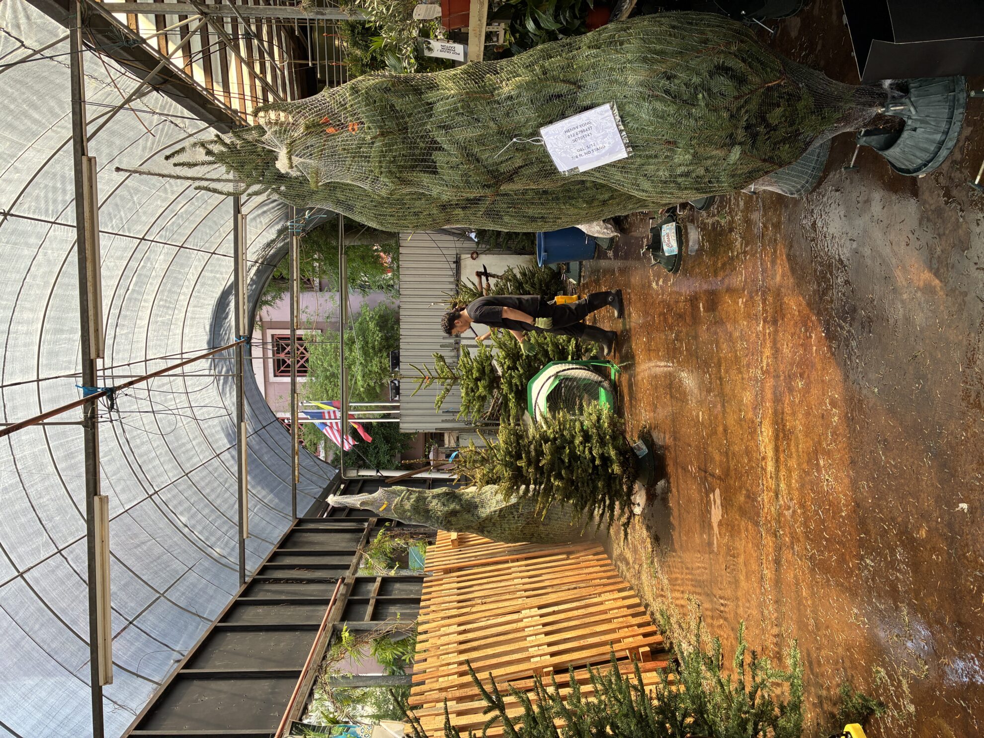 Live Christmas Trees From The Netherlands Arrive Fresh At Bangsar’s ...