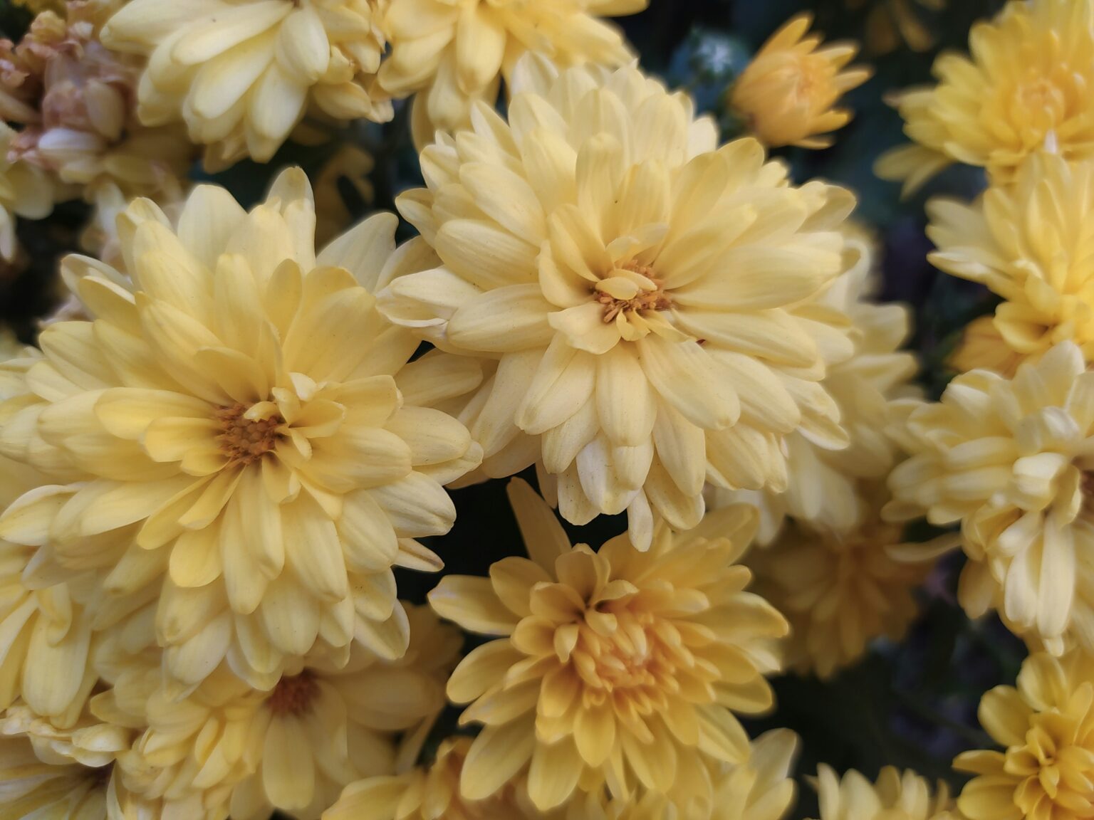 Why The Chinese Serve Chrysanthemum Tea During CNY