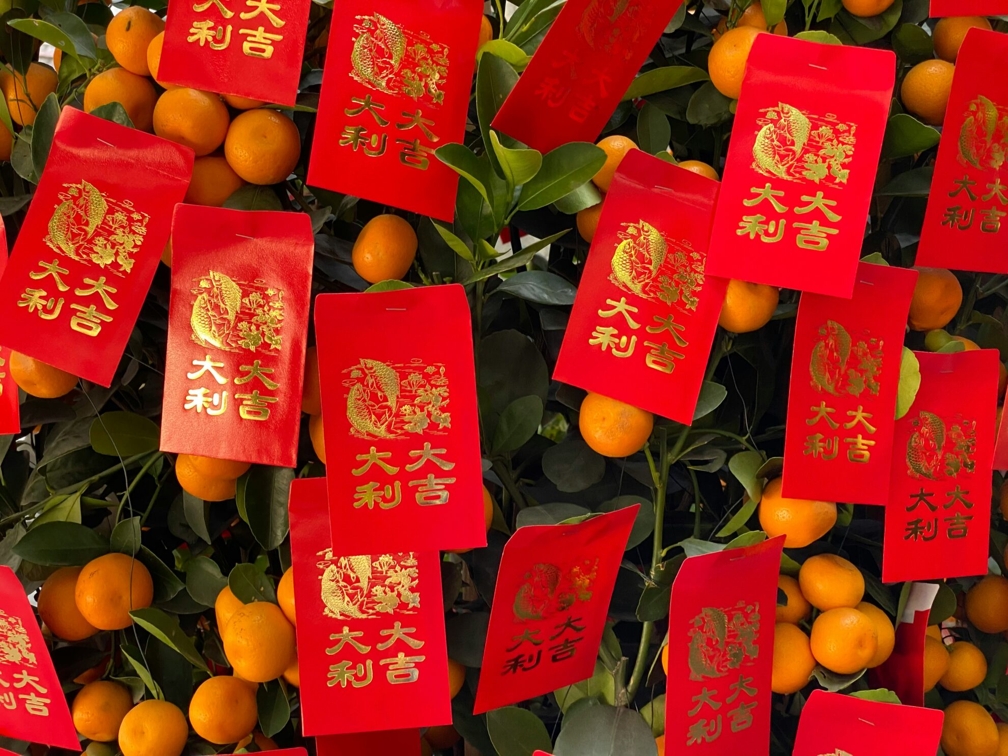 You Should Never Give Mandarin Oranges In Odd Numbers During CNY. Here ...