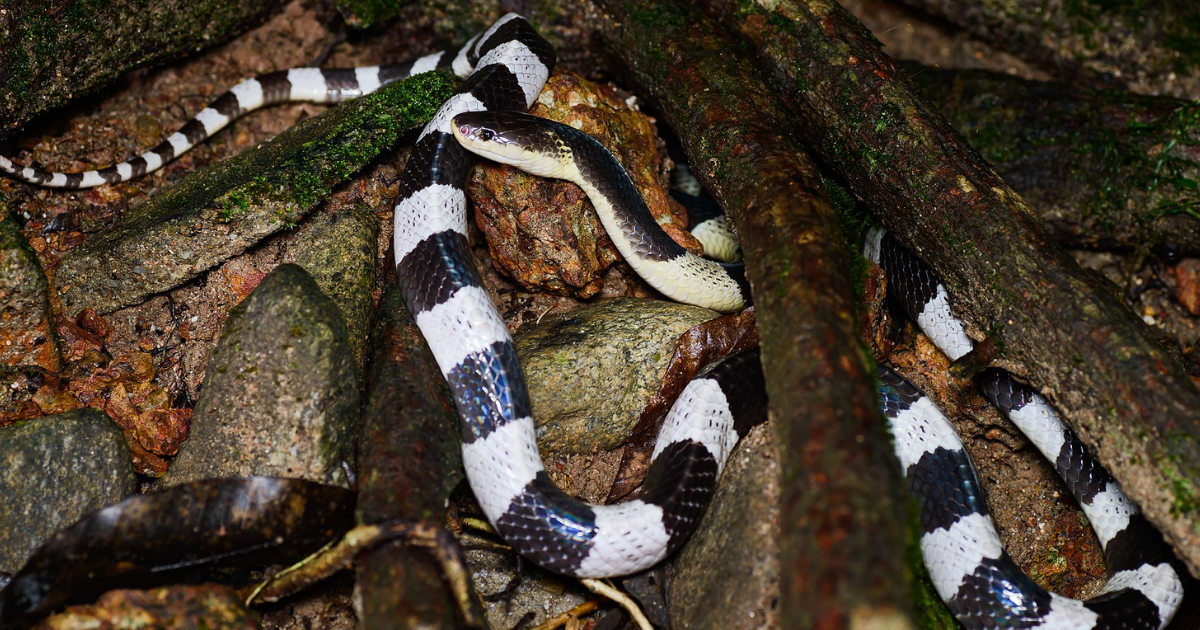 This Is One Of The Deadliest Snakes In Malaysia, Mostly Found In Kedah ...