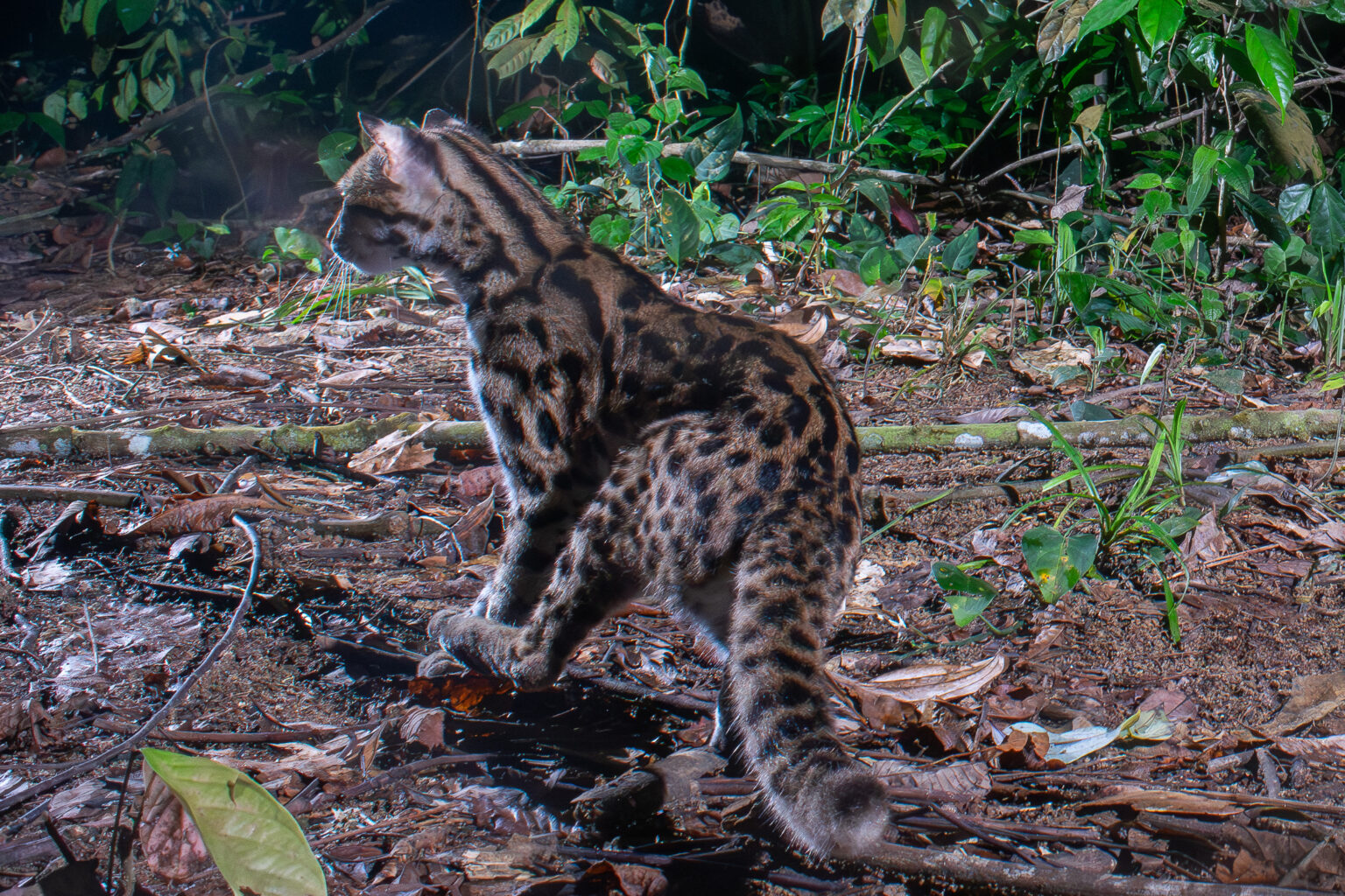 Malaysian Buys Abandoned Land 45 Minutes From KL & Finds Tapir, Leopard ...