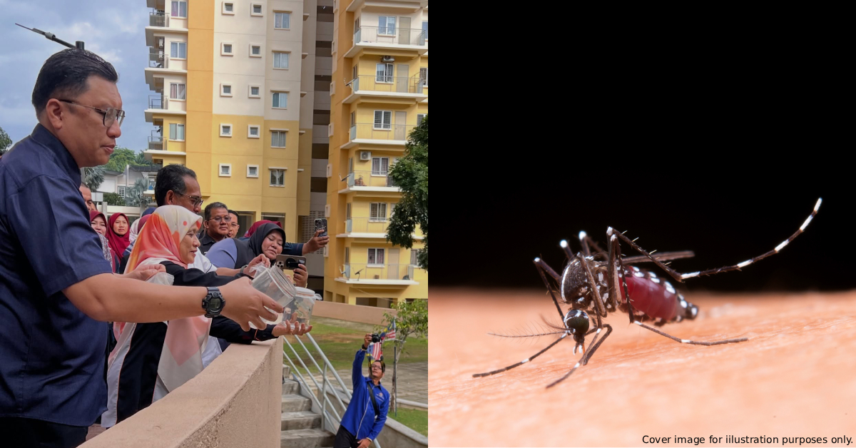 Special Mosquitoes Help Reduce Dengue Cases In Selangor By 50–80%