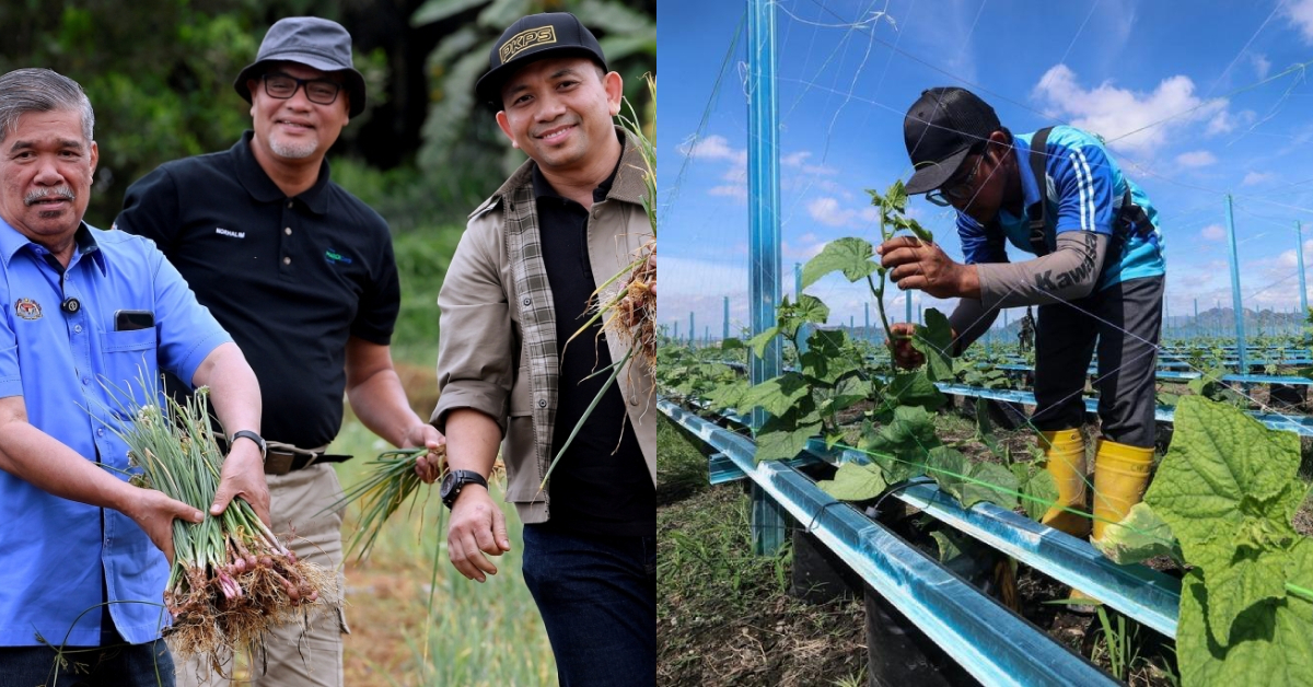 Agriculture Ministry Offers Young Malaysians Agropreneur Start-Up ...