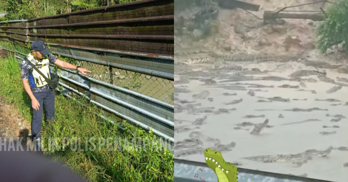 Police Confirm Legal Status Of Crocodile Farm After Viral Video Sparks ...