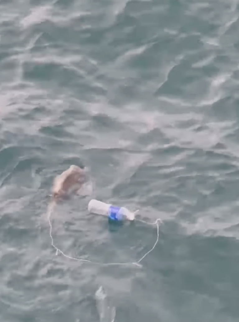 “Left To Starve And Die” — Marine Biologist Condemns Cruelty After ...