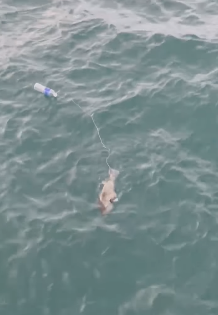 “Left To Starve And Die” — Marine Biologist Condemns Cruelty After ...