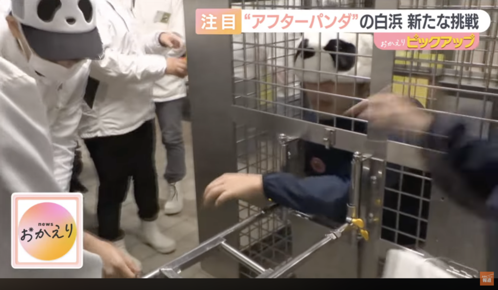Japanese Zoo Staff Mimic Pandas After Bears Return To China