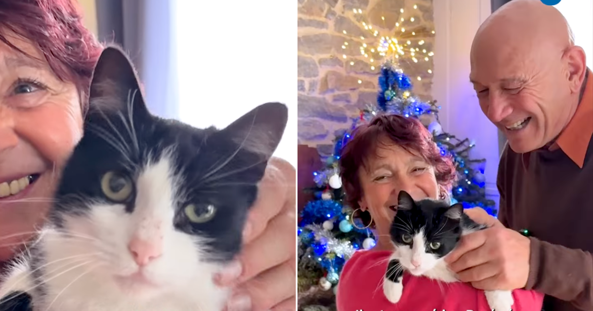 Cat Walks 250km From Spain To France To Find Lost Family