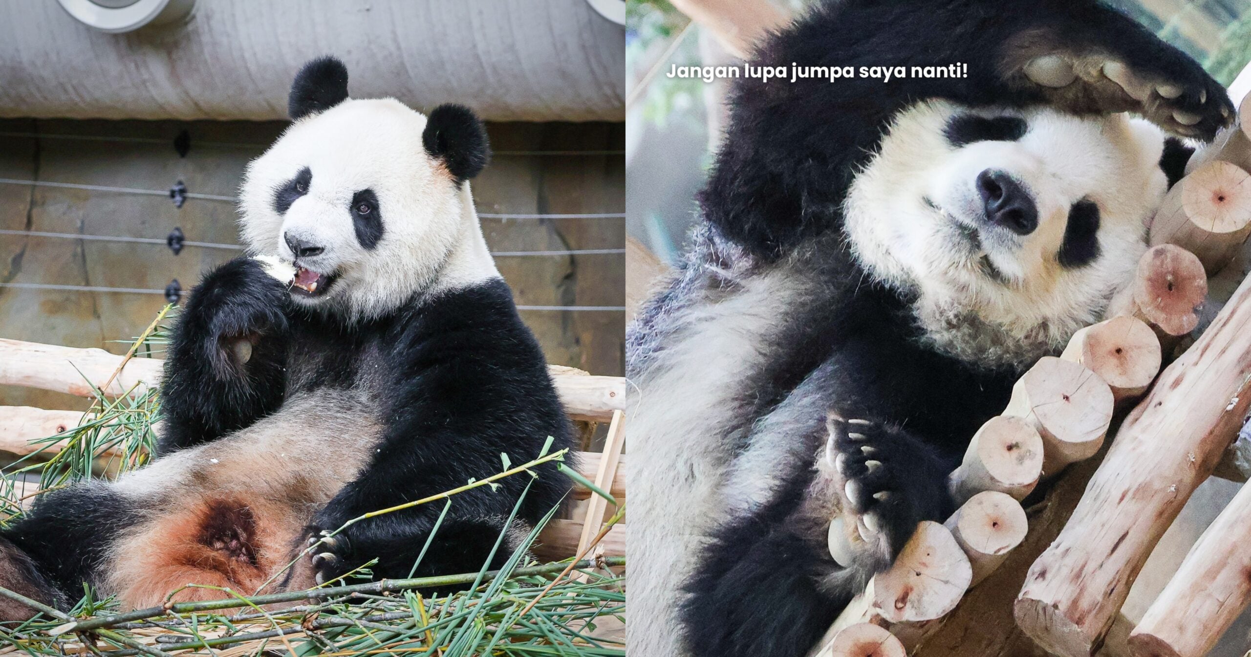 Pengunjung Kini Boleh Bertemu Pasangan Panda Baharu Chen Xing & Xiao ...
