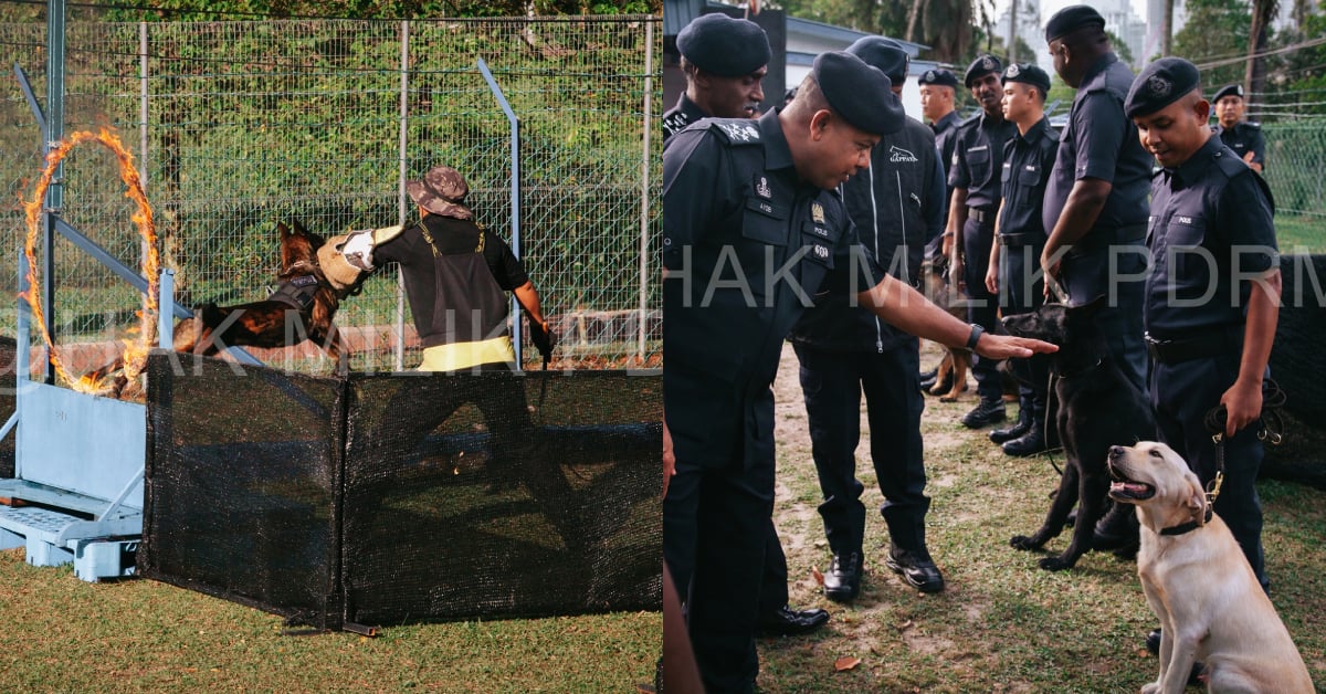 [PHOTOS] PDRM’s K9 Unit Puts On Impressive Demo For Deputy IGP