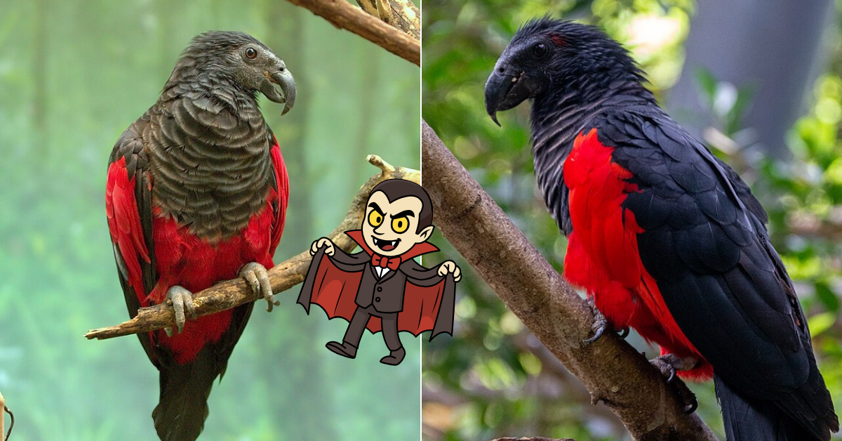 This Parrot From New Guinea Looks Like A Goth Vampire Bird