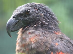 This Parrot From New Guinea Looks Like A Goth Vampire Bird