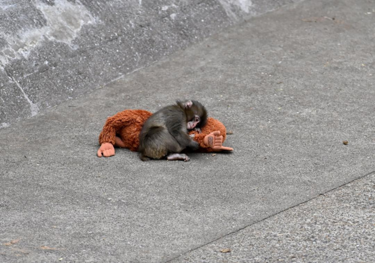 IKEA’s Orangutan Plushie Selling Fast After Punch Wins Hearts Online