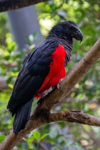 This Parrot From New Guinea Looks Like A Goth Vampire Bird