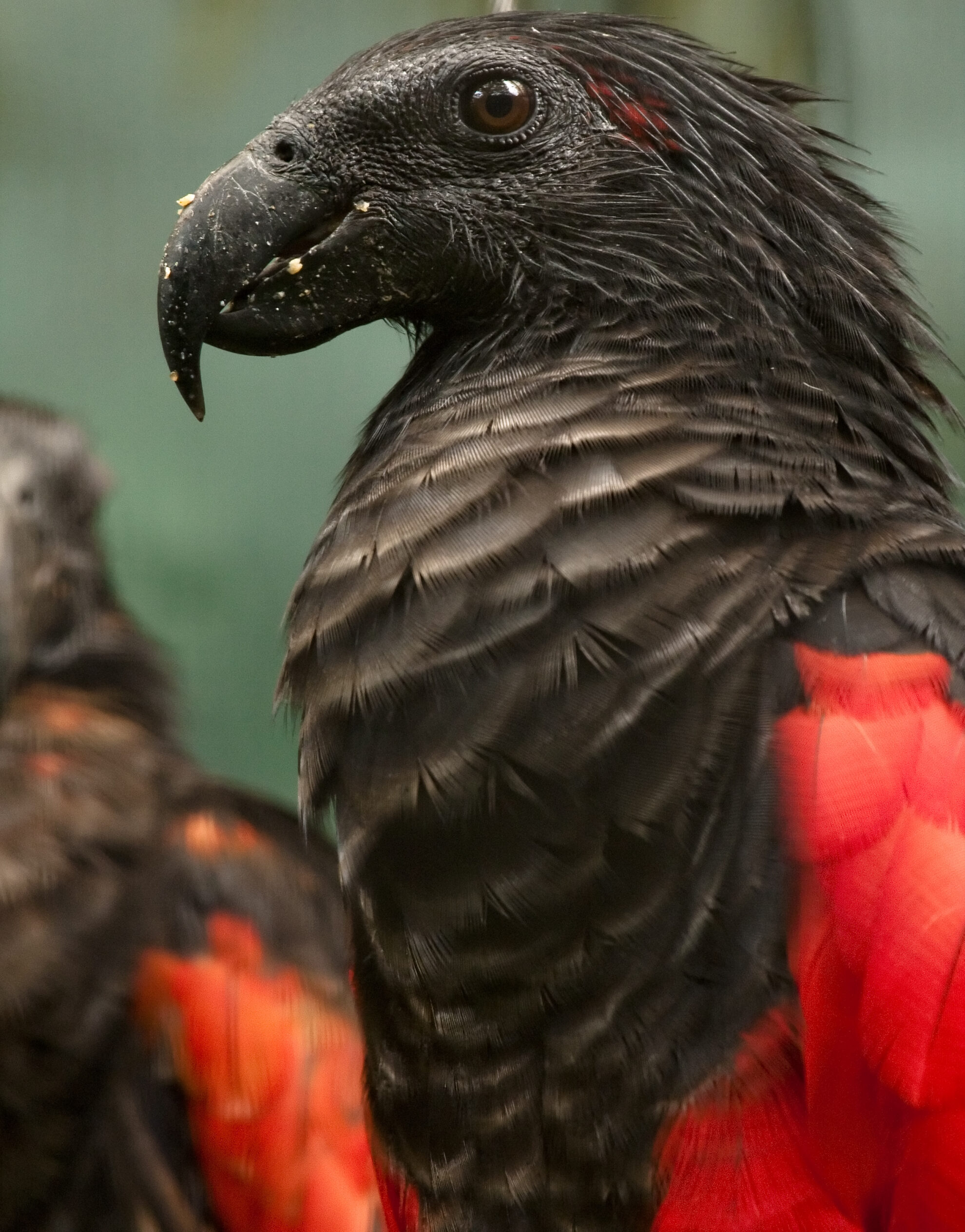 This Parrot From New Guinea Looks Like A Goth Vampire Bird
