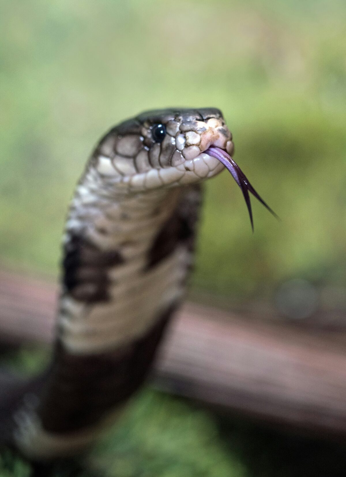 Woman In India Fakes “Snake Transformation” To Escape Arranged Marriage