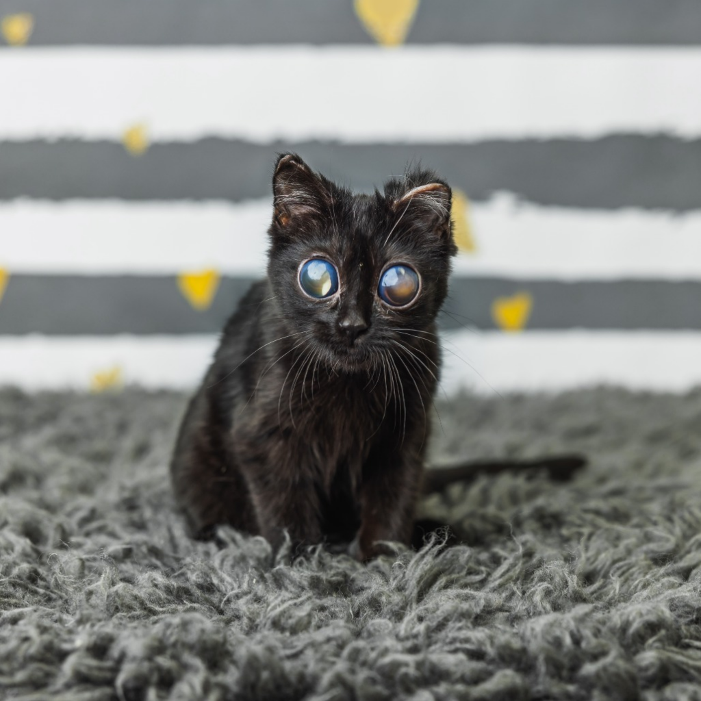 Anak Kucing Comel Dengan Mata Gergasi, Netizen Sangka Kucing AI
