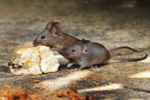 RM3 Bagi Seekor Tikus Termasuk Bangkai, Kaunter Pembelian Tikus MPAJ ...