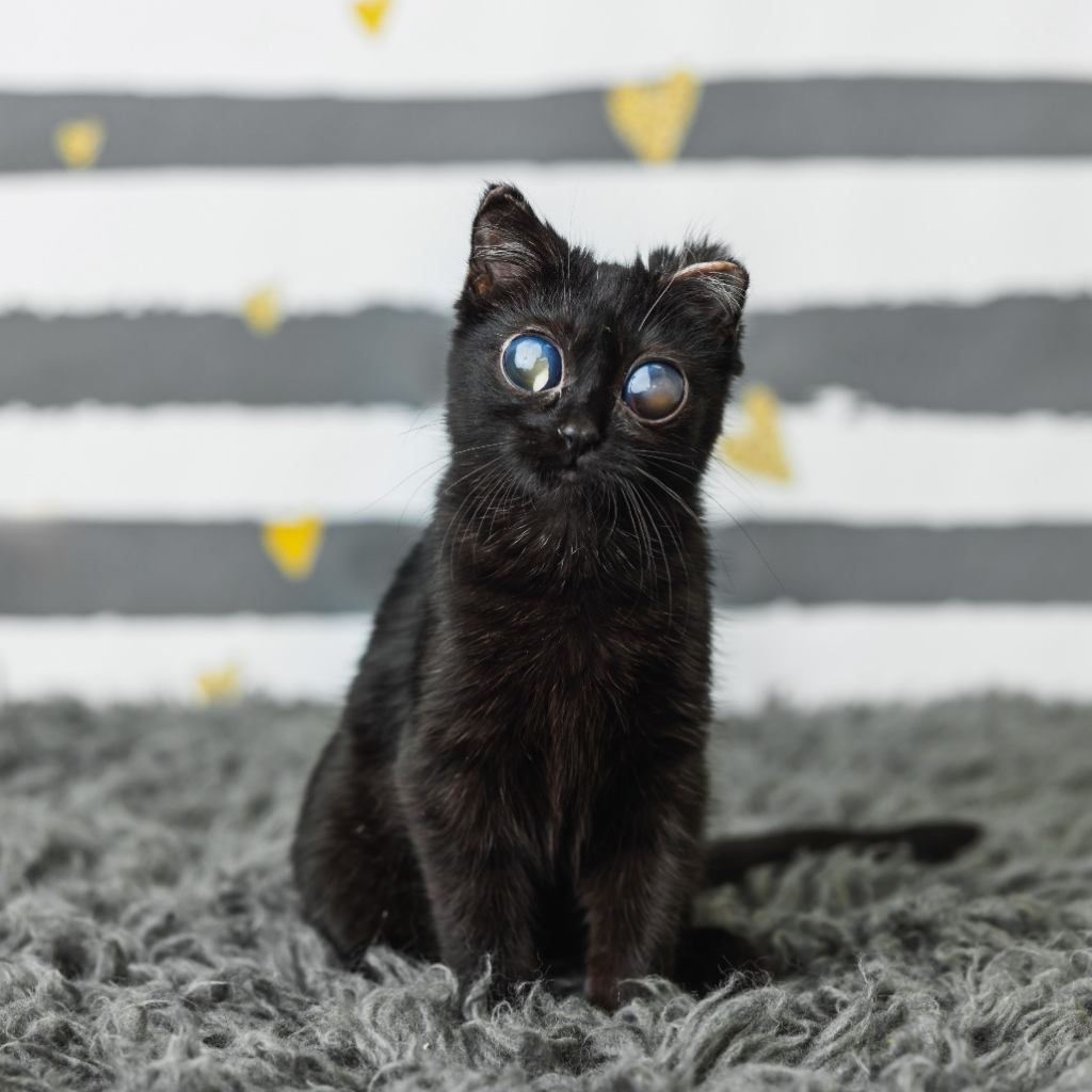 Anak Kucing Comel Dengan Mata Gergasi, Netizen Sangka Kucing AI