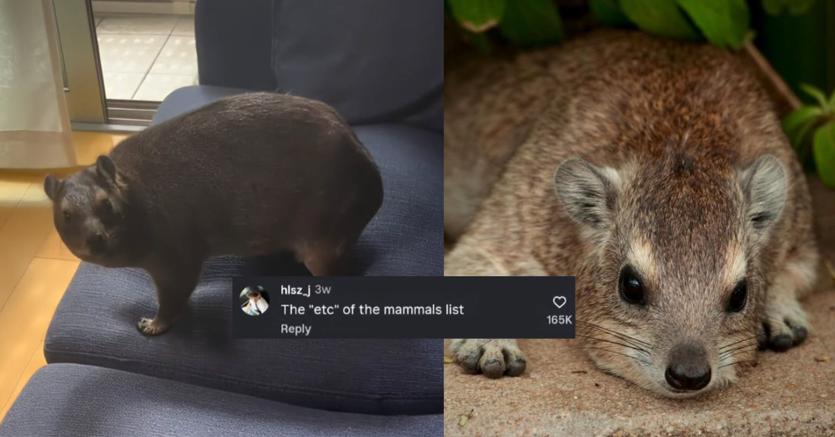 “Capybarely” — What Is This Mystery Animal On The Internet & Why Is ...