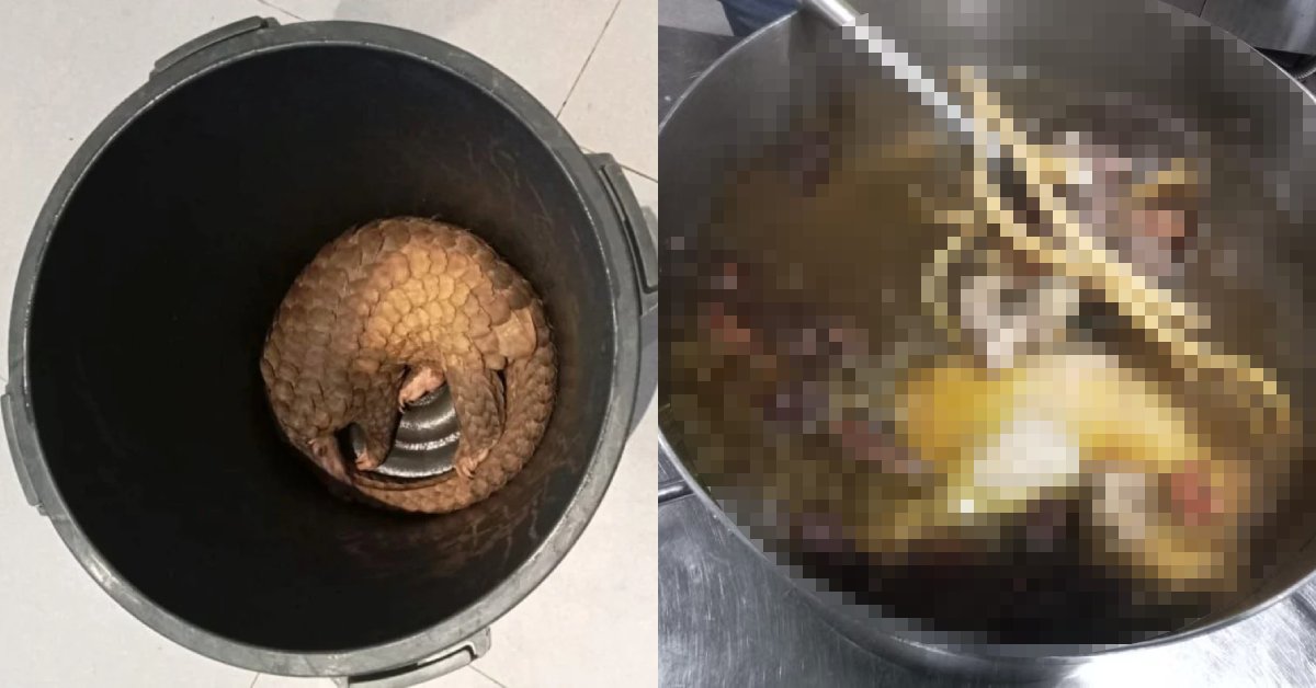 Sabah Resort Cook Charged Over Pangolin Soup Found In Kitchen Raid