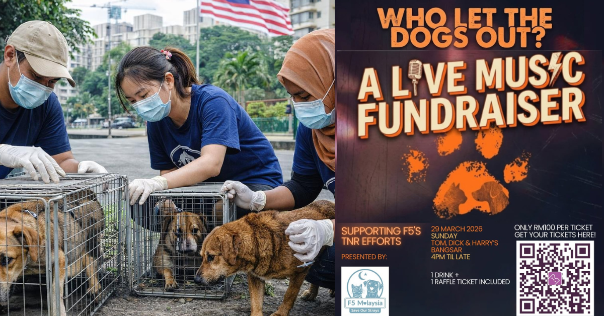 This Live Music Fundraiser On Sunday Is Raising Funds To Help Strays