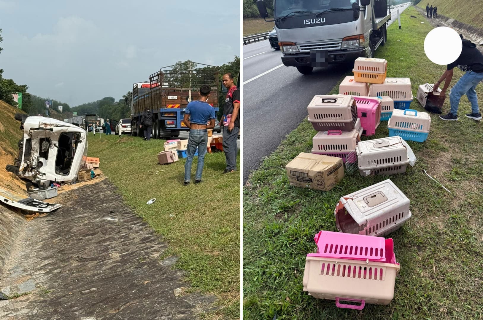 3 Animals Die After Lorry Crashes Into Shelter Van Carrying 20 Cats & 5 ...