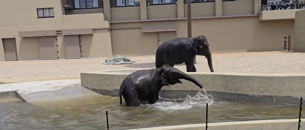 Tiga Gajah Malaysia Di Jepun Raih Perhatian, Beri Respons Bila Nama ...