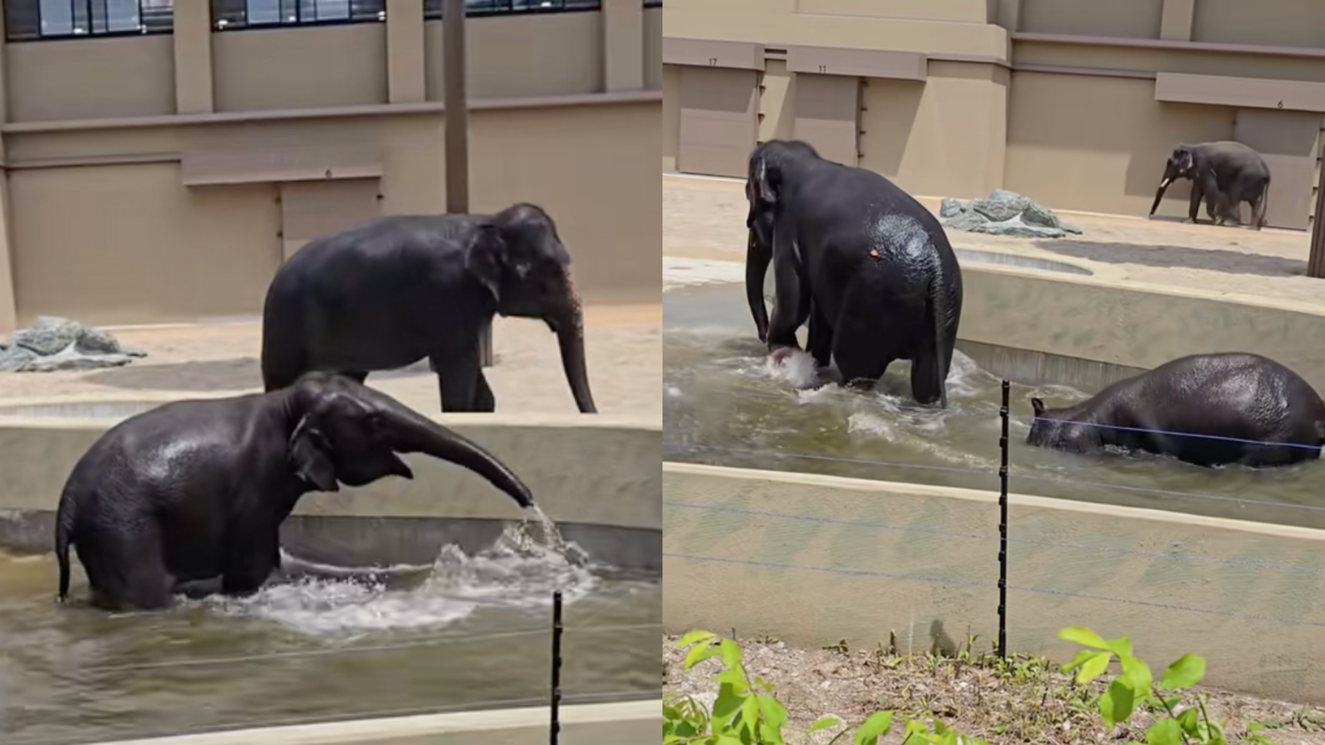 Tiga Gajah Malaysia Di Jepun Raih Perhatian, Beri Respons Bila Nama ...