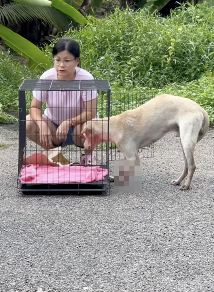 Stray Dog Found With Missing Leg In Batu Pahat Believed To Have Lost It ...