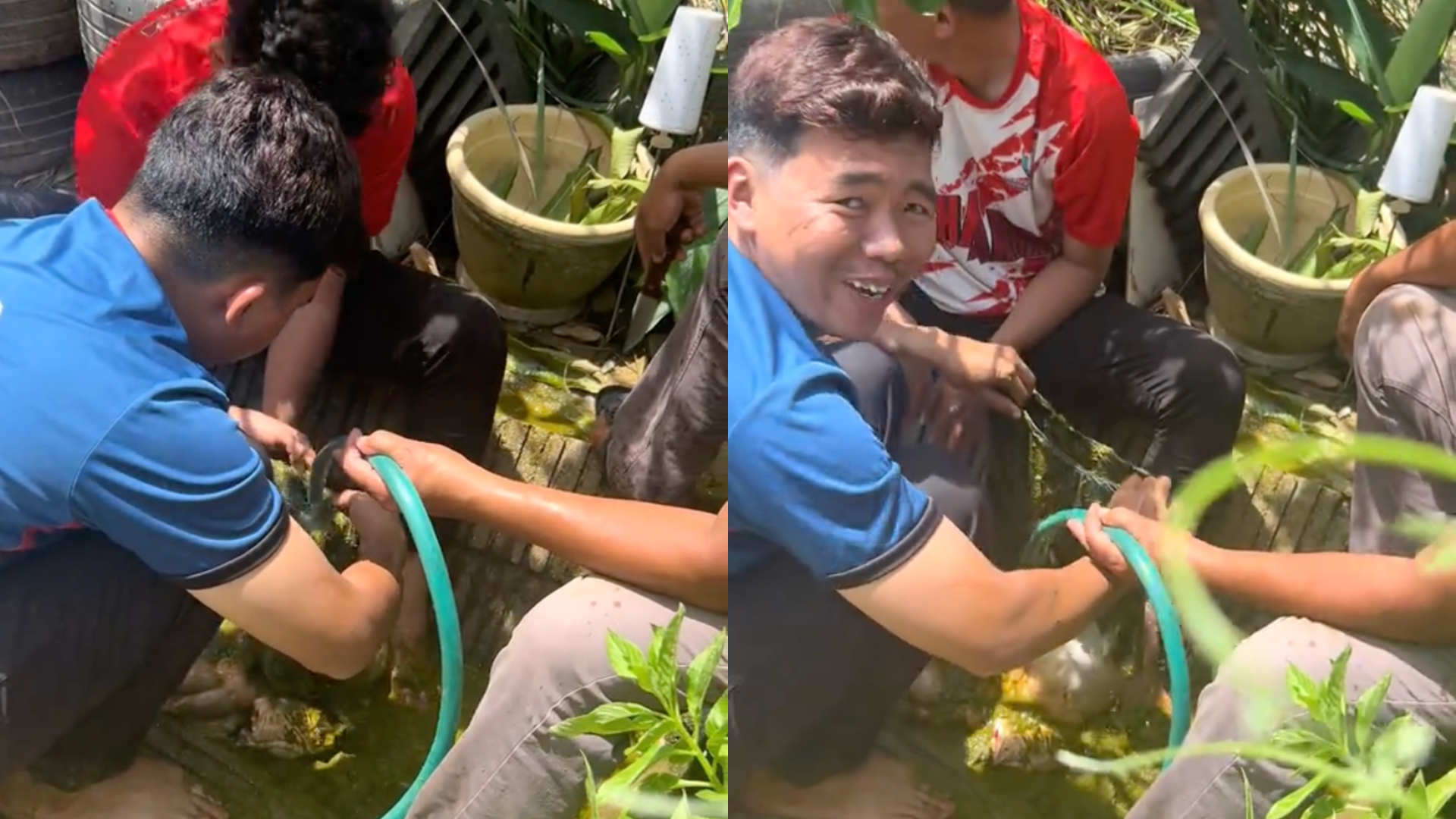[VIDEO] Gelagat Lelaki Cuci Perut Lembu Bertukar Kecoh Lepas Jumpa ...