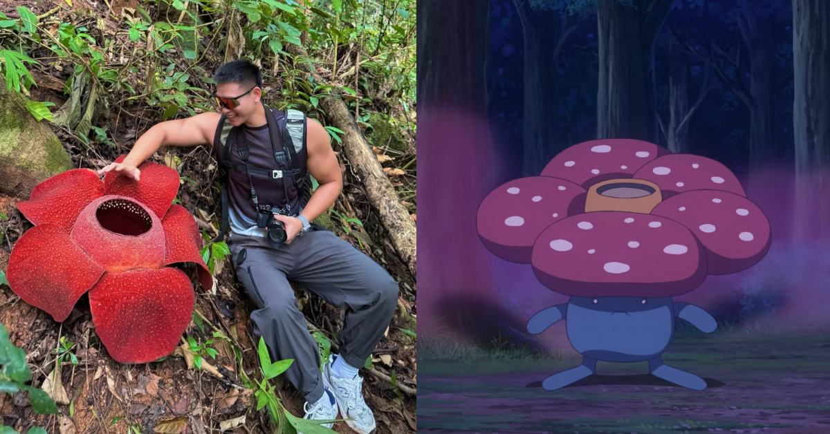 Man Spots Stunning Rafflesia In Cameron Highlands & It Looks Just Like ...