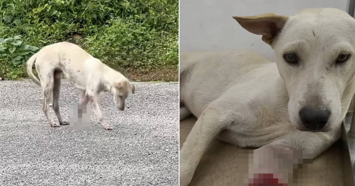 Stray Dog Found With Missing Leg In Batu Pahat Believed To Have Lost It ...