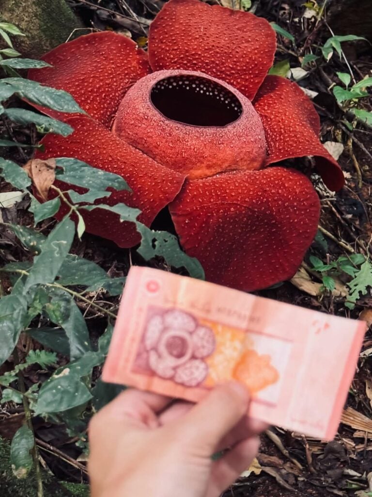 Man Spots Stunning Rafflesia In Cameron Highlands & It Looks Just Like ...