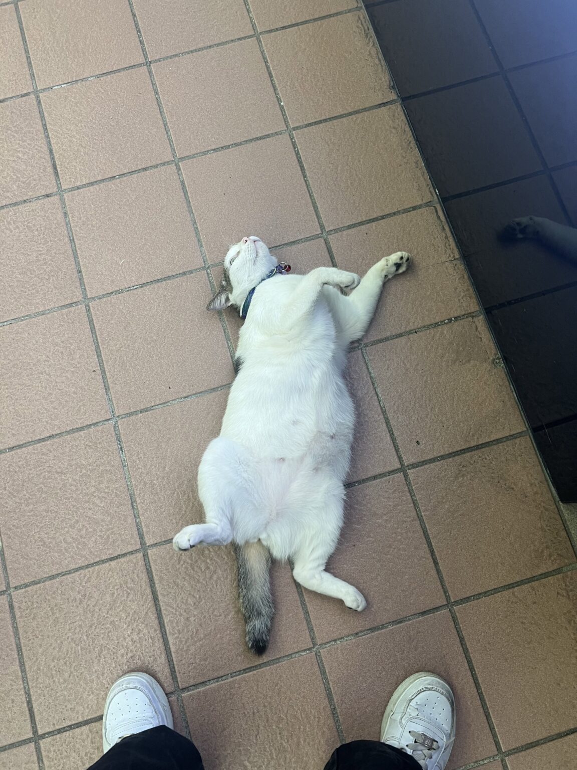 Netizens Wish LRT Wangsa Maju Cat ‘Cantik’ A Happy Retirement After ...