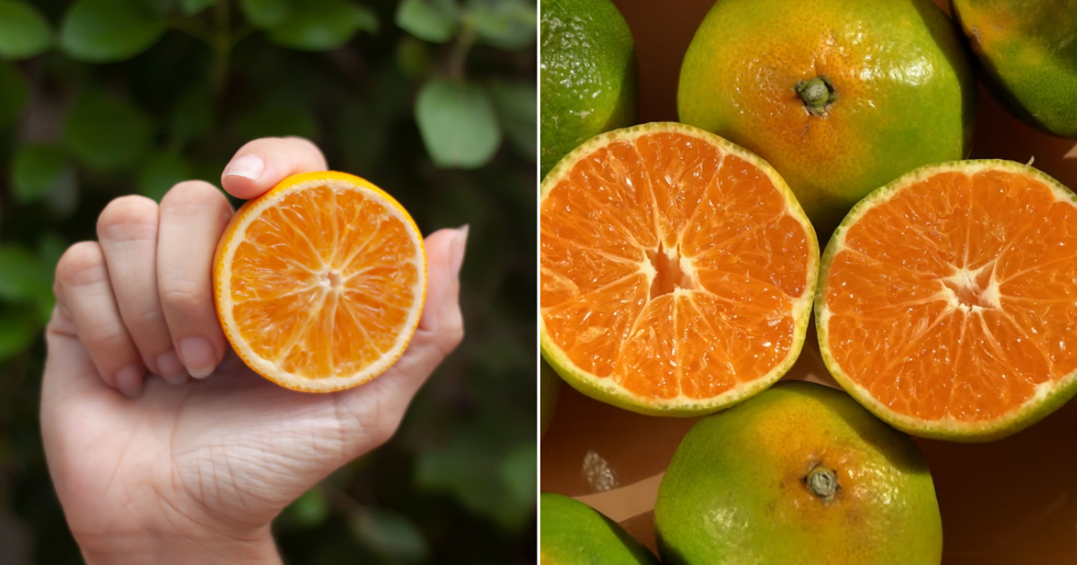 We Call Them Oranges, But Did You Know These Fruits Aren’t Always ...