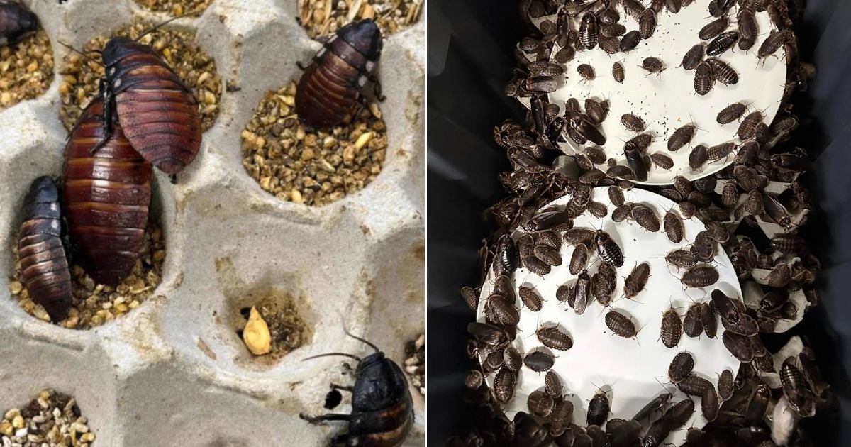 Over 100,000 Exotic Cockroaches Seized In Massive Wildlife Raid